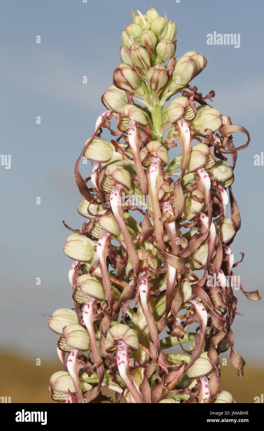 A rare Lizard Orchid (Himantoglossum hircinum Stock Photo - Alamy