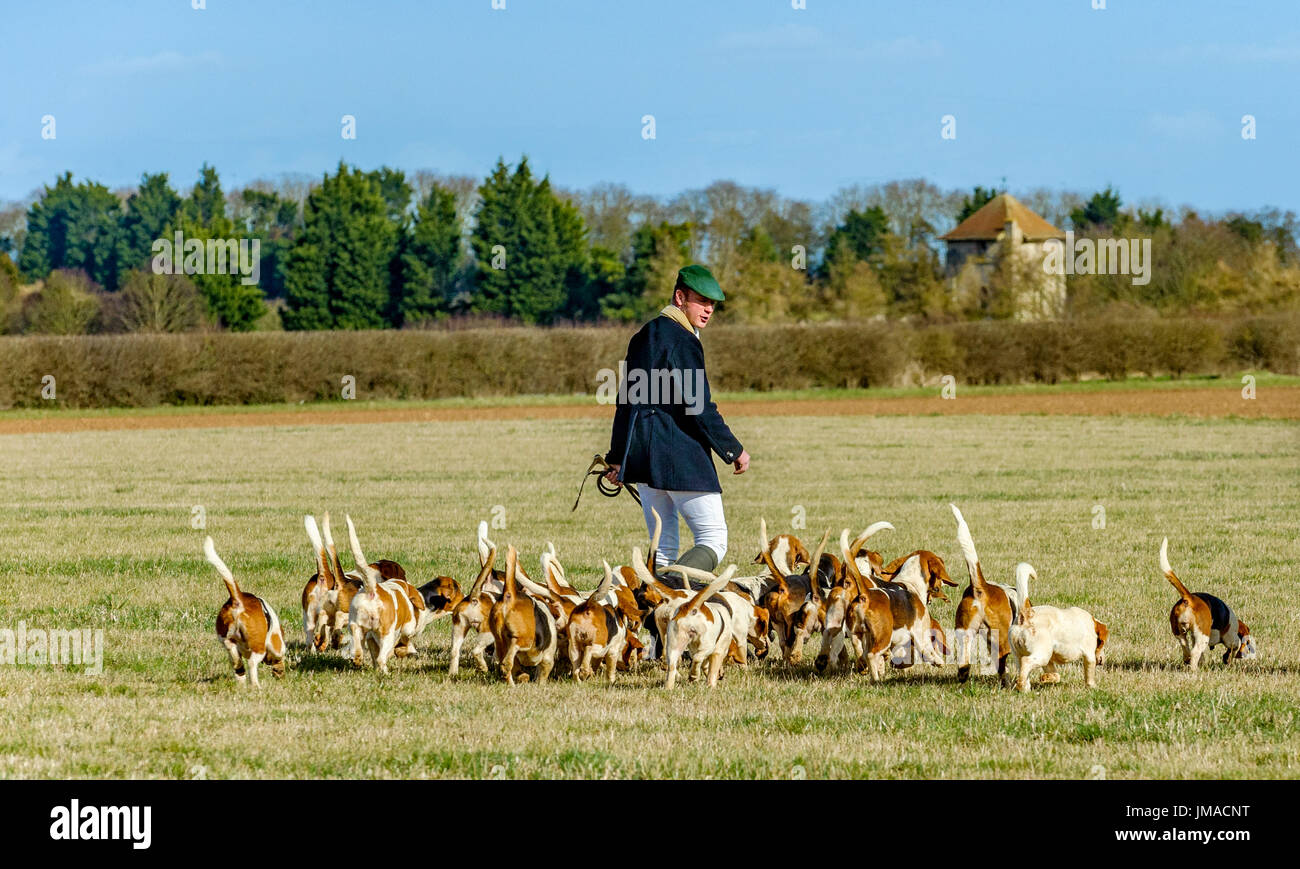 The East Lincs (Lincolnshire) Basset Hounds - The huntsman and the pack ...