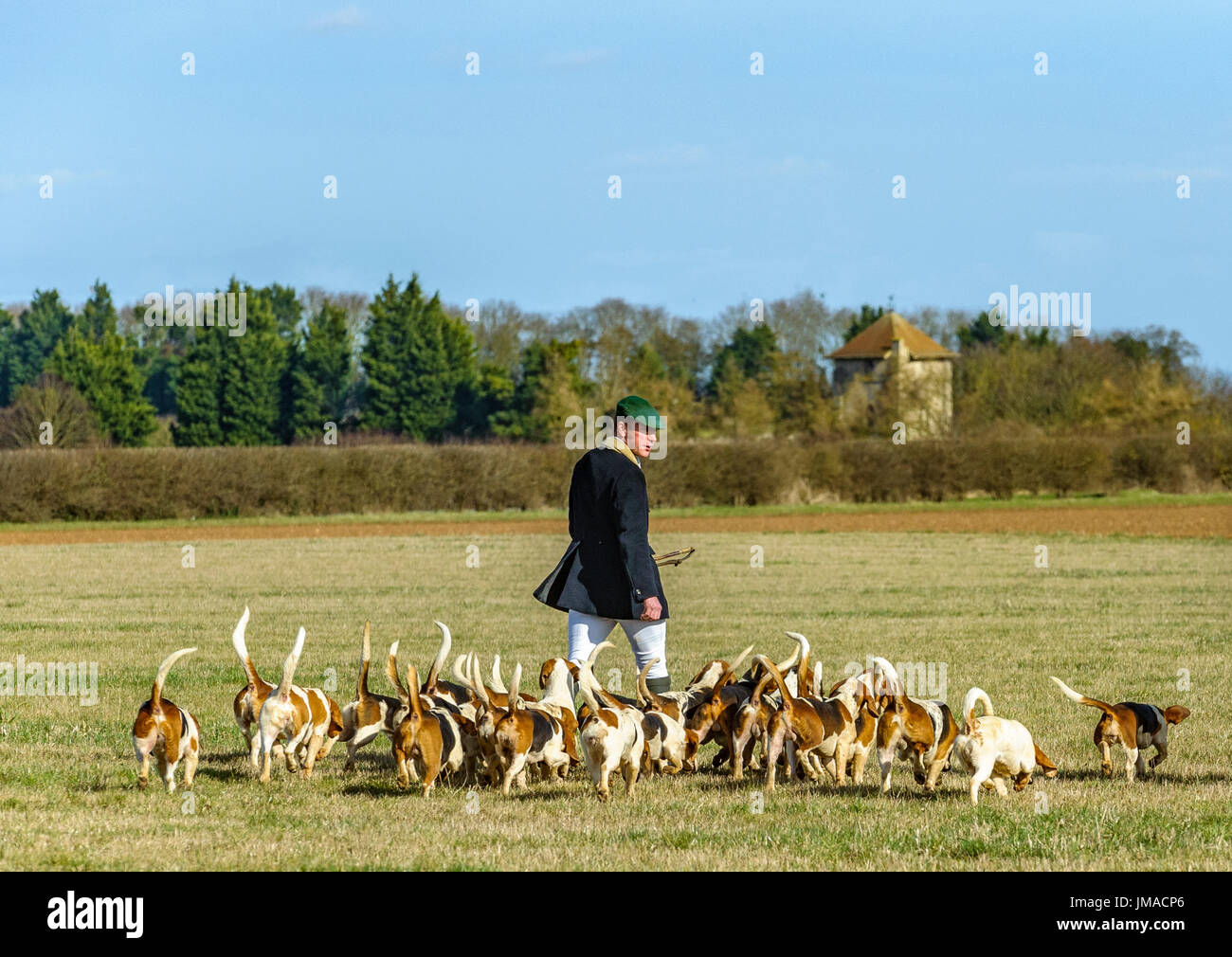 The East Lincs (Lincolnshire) Basset Hounds - The huntsman and the pack ...