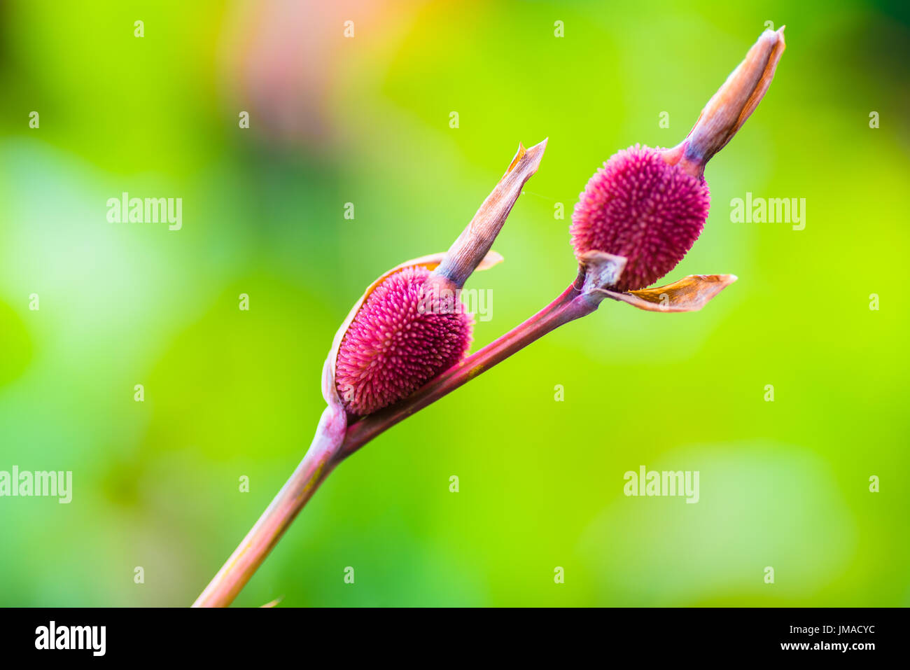 Round spiky pod in green background Stock Photo - Alamy
