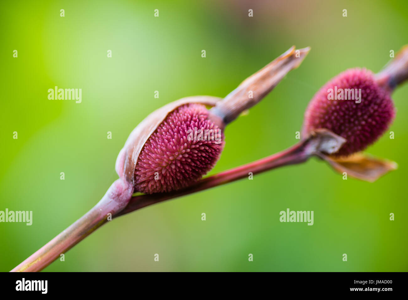 Spiky Seed Pod High Resolution Stock Photography and Images - Alamy
