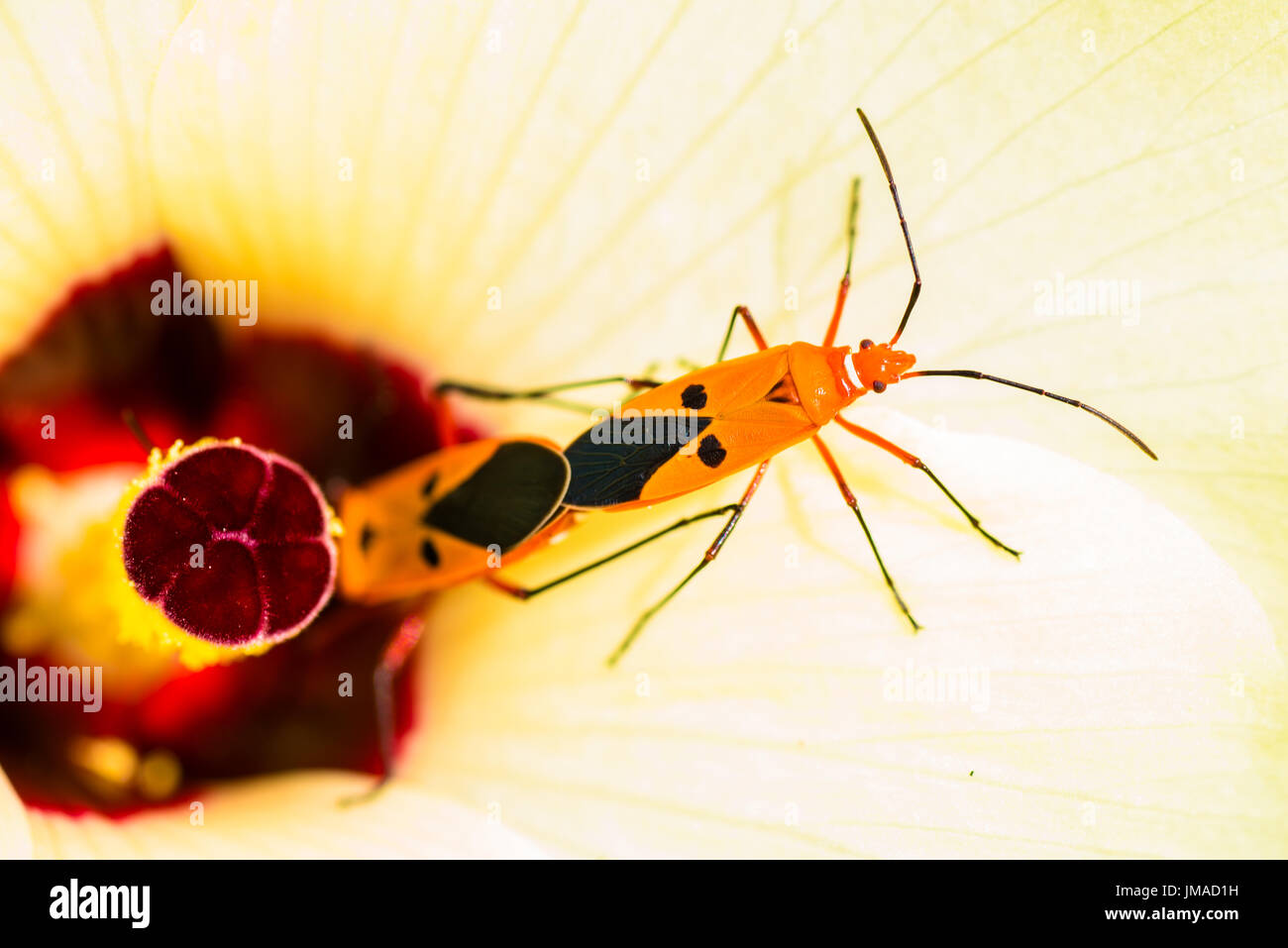 Ladybug mating on flower hi-res stock photography and images - Alamy