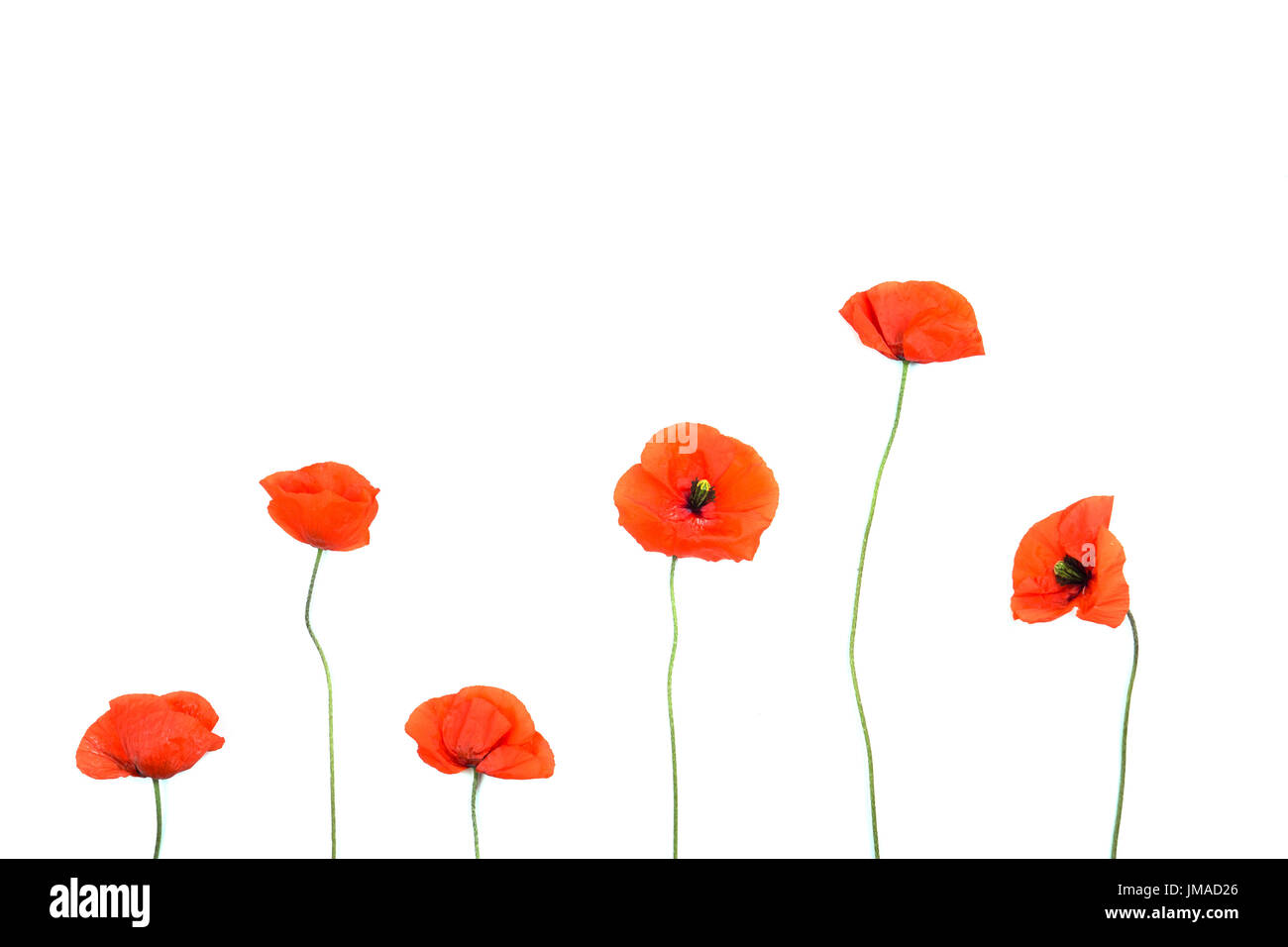 Red poppy top view Cut Out Stock Images & Pictures - Alamy