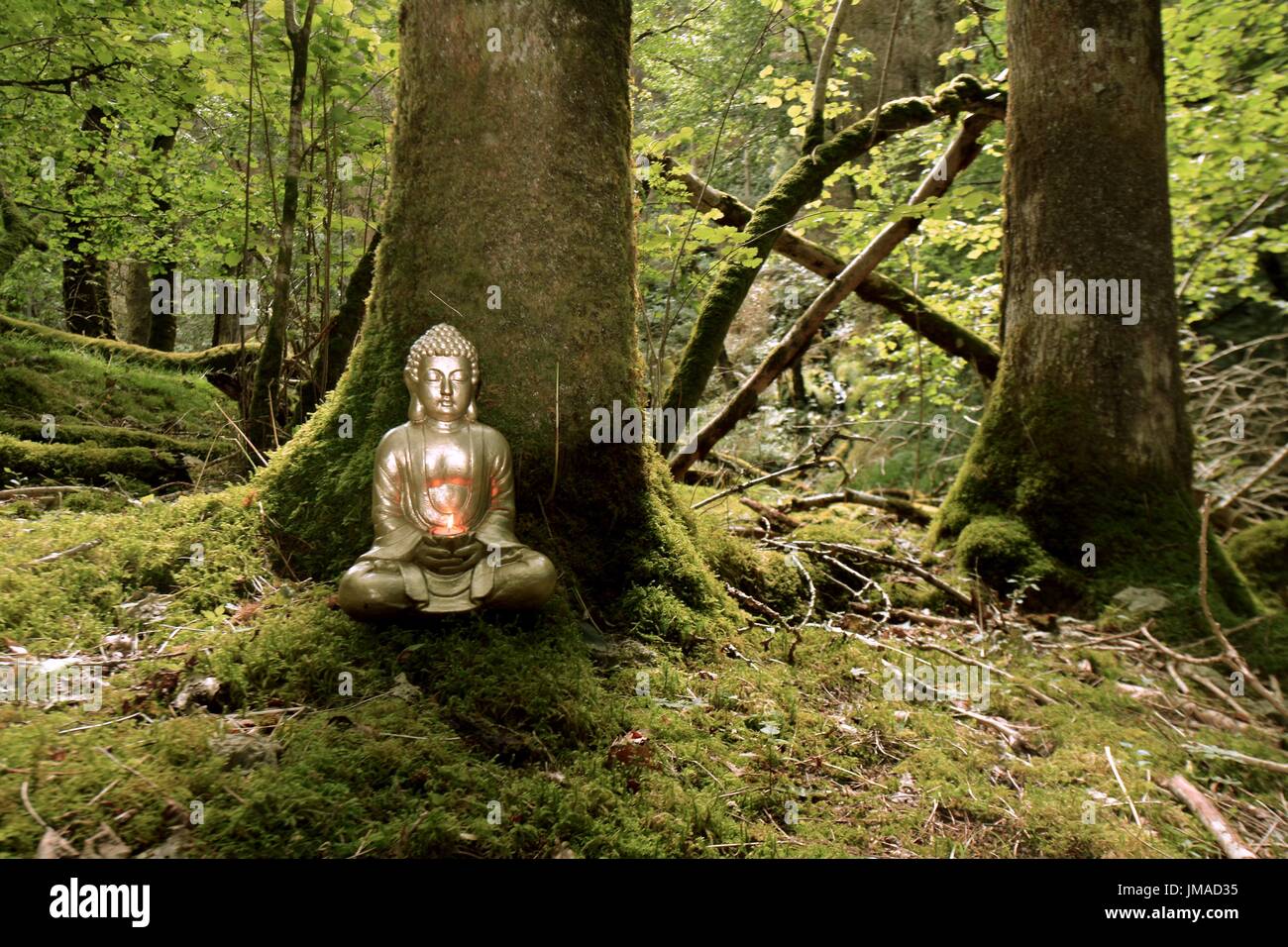 Buddha forest hi-res stock photography and images - Alamy