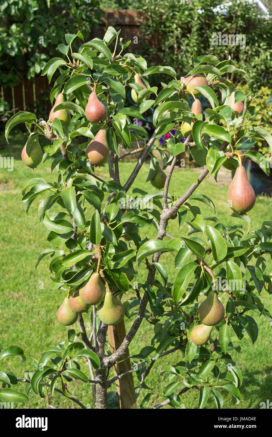 Concorde pear tree hi-res stock photography and images - Alamy