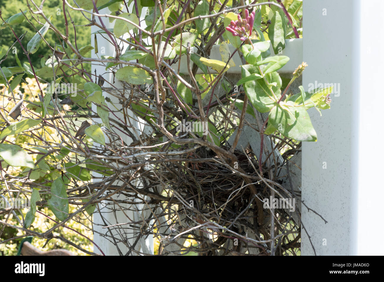 Empty bird nest hi-res stock photography and images - Alamy