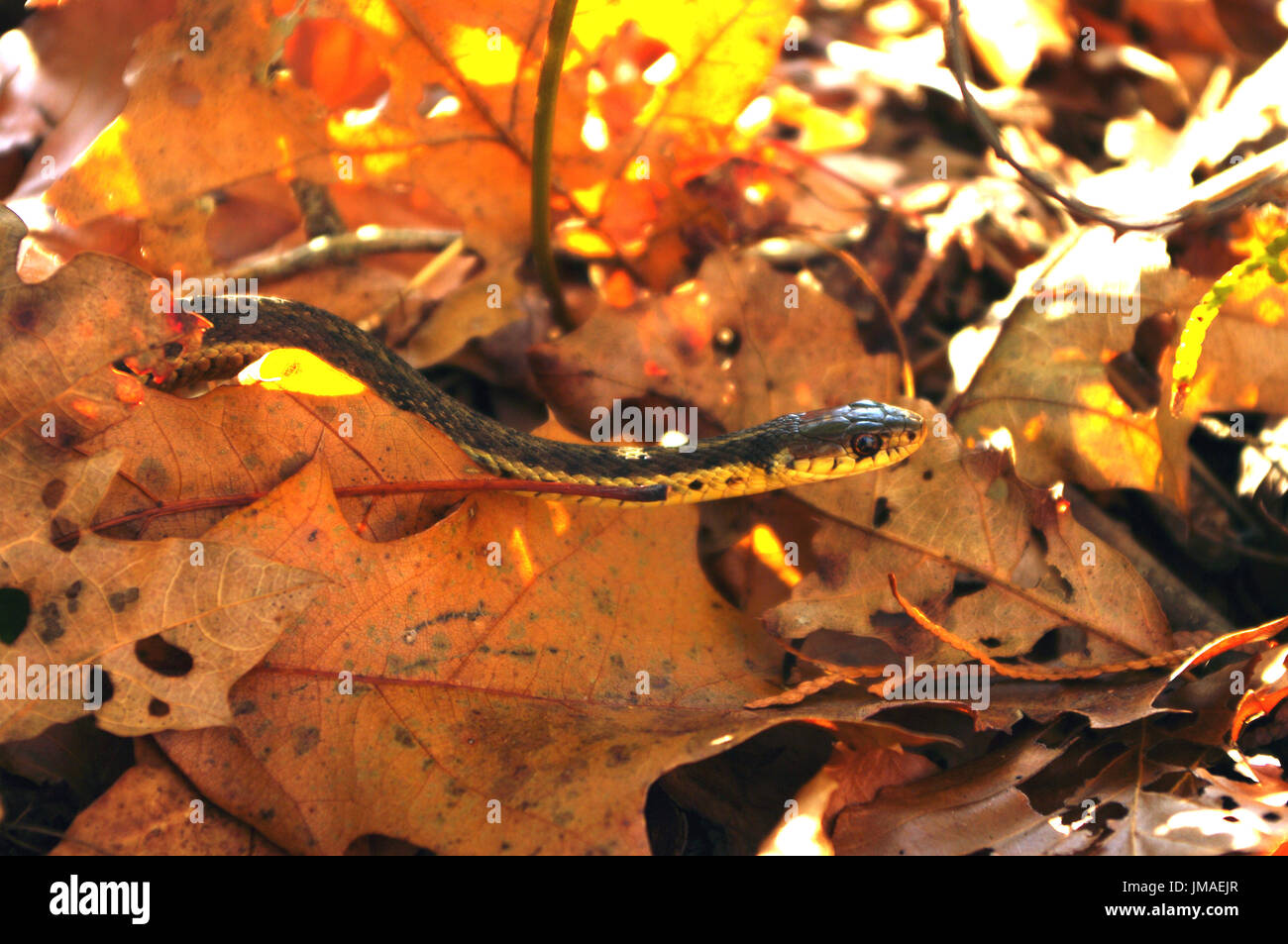 Snakes of massachusetts hi-res stock photography and images - Alamy