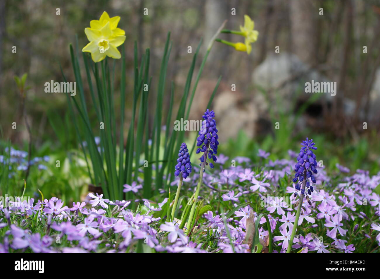 Dafodills Blue Bells and creeping flox Stock Photo - Alamy