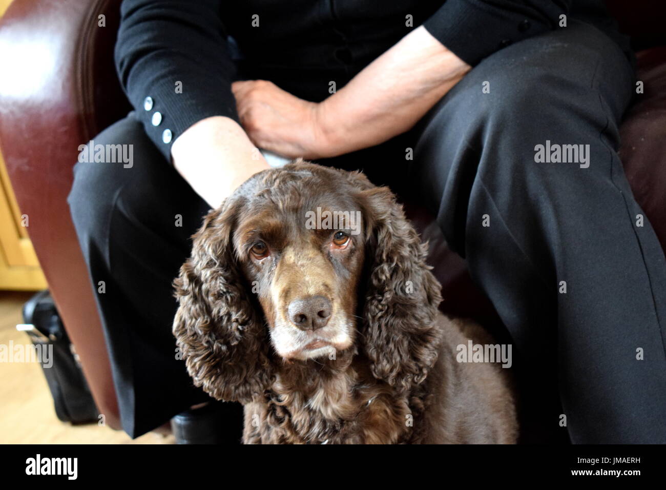 dog face close up Stock Photo - Alamy