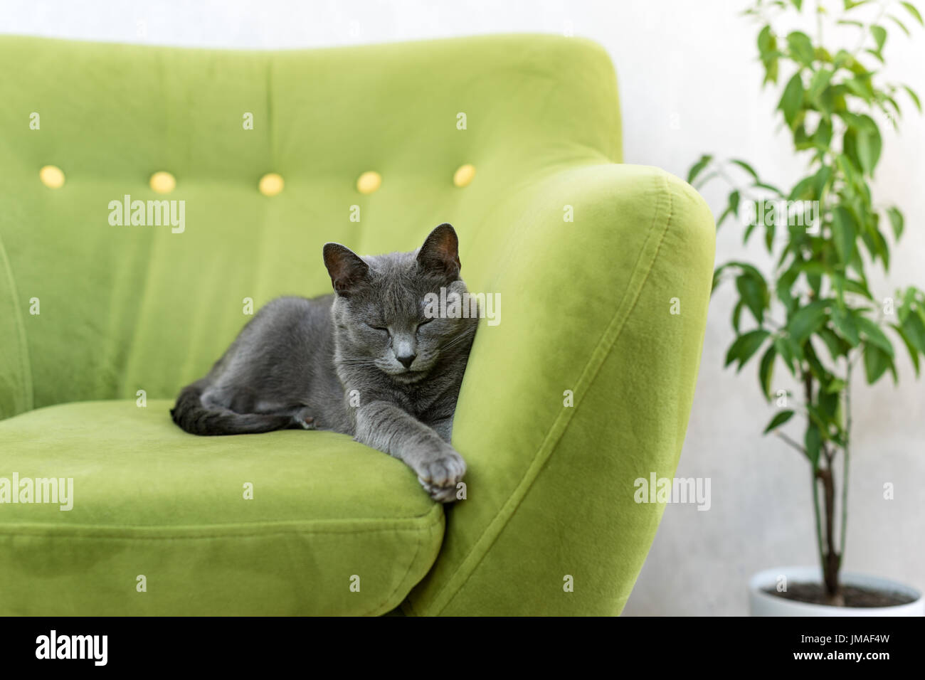 Cute gray cat laying stretched out, relaxing on the sofa. Portrait of ...