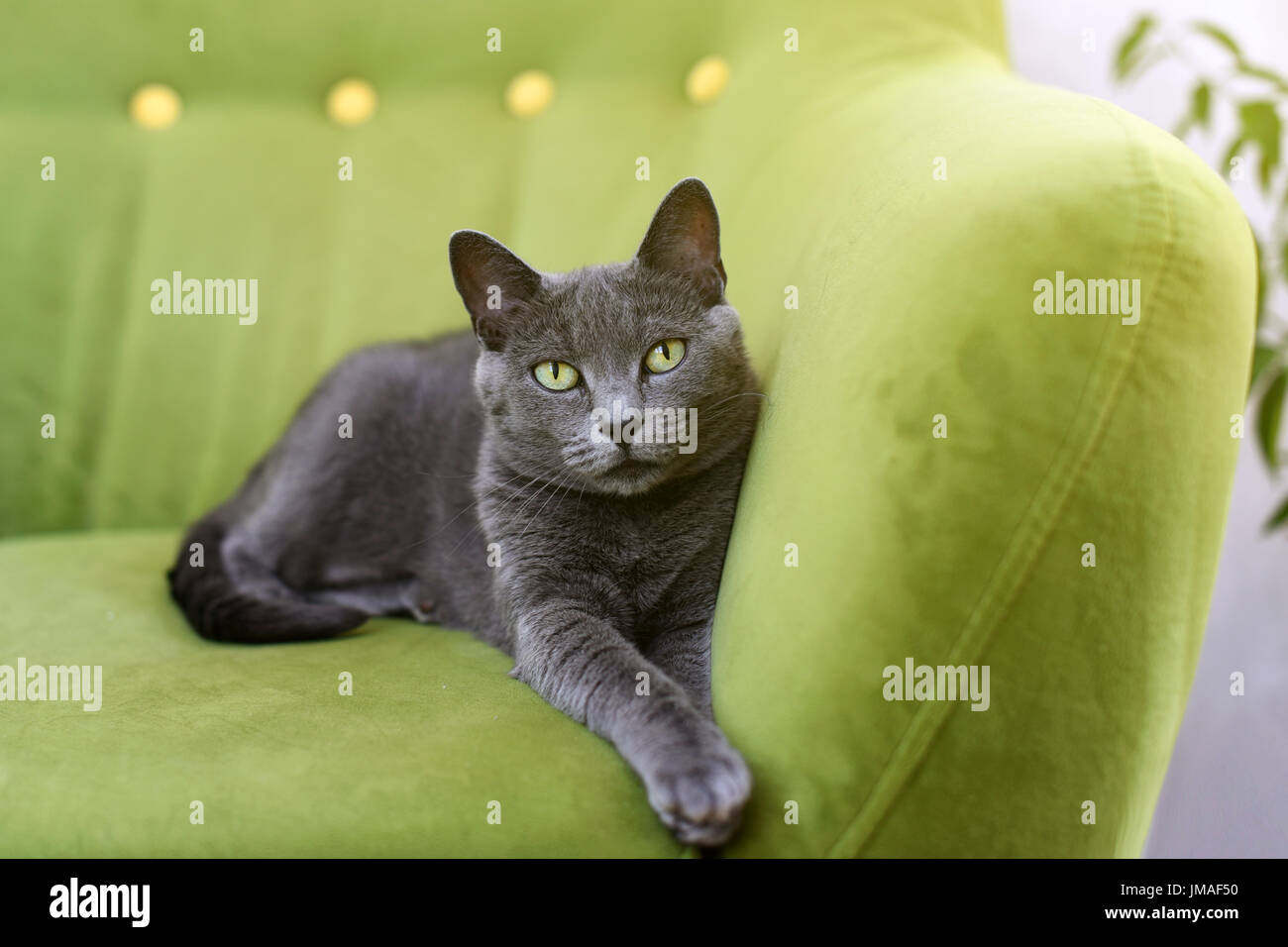 Cute gray cat laying stretched out, relaxing on the sofa. Portrait of ...