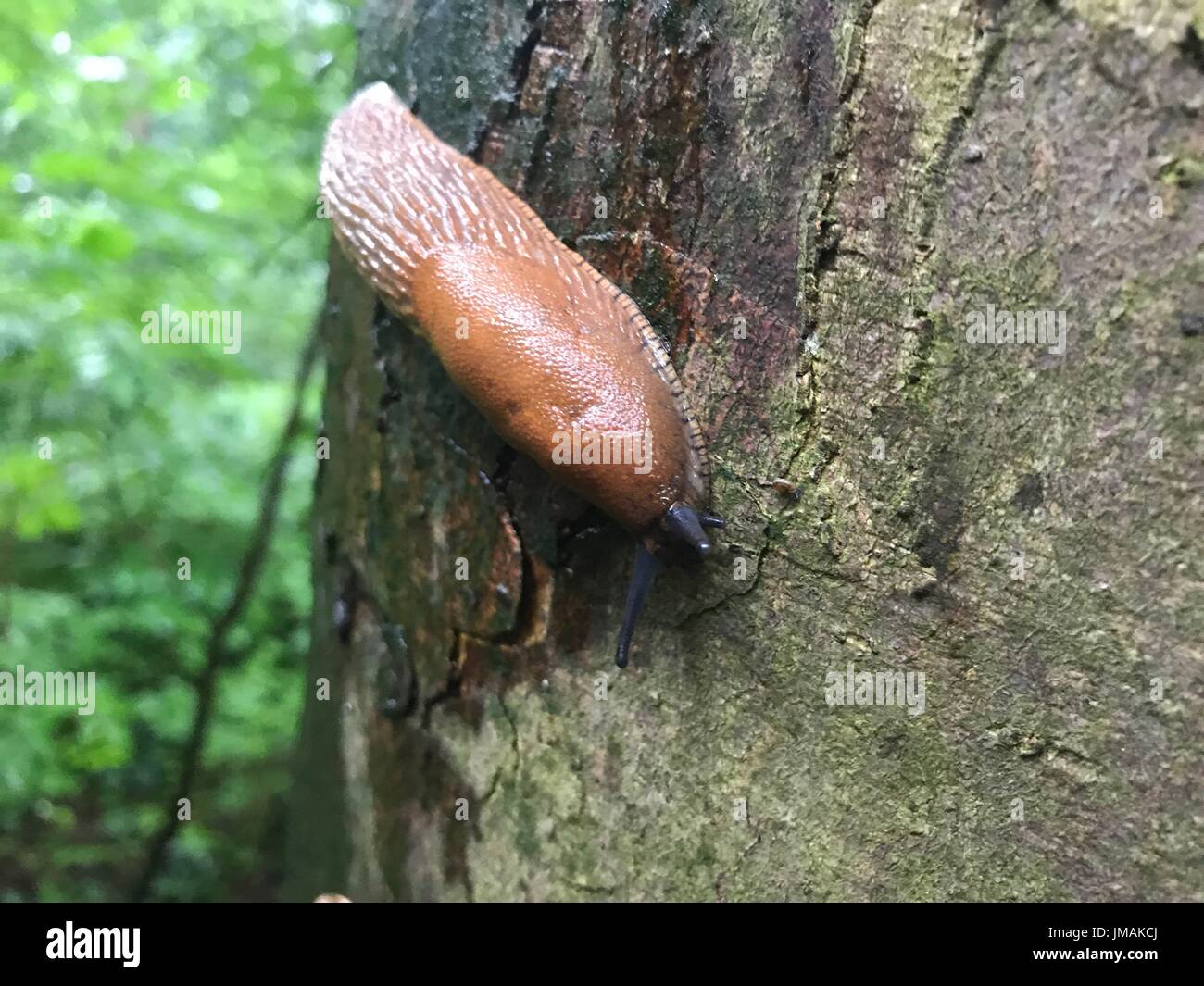 Berlin, Germany. 26th July, 2017. Slugs climbed on a tree to save ...
