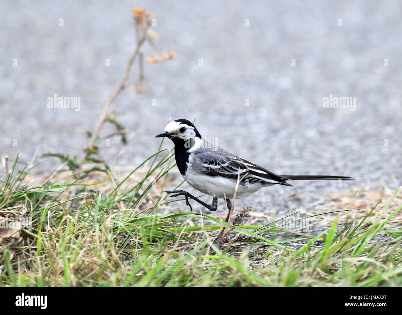 Wusterhausen, Germany. 24th July, 2017. A wagtail on the verge of a ...
