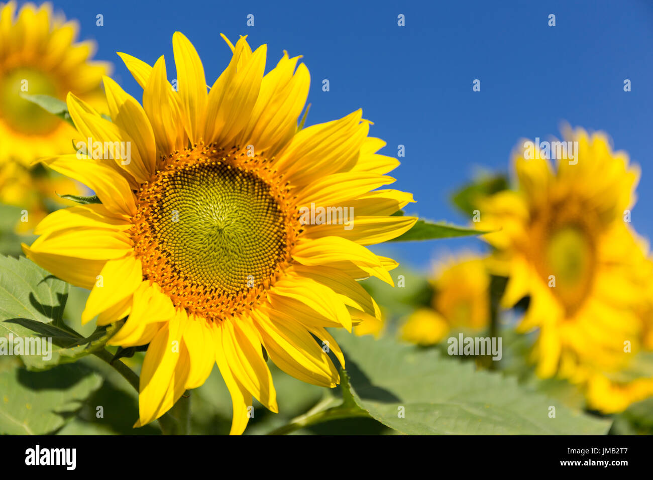 Vibrant big sun flower Stock Photo - Alamy