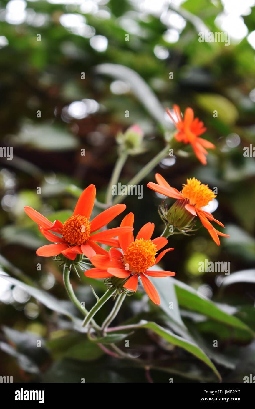 Orange blossom special hi-res stock photography and images - Alamy