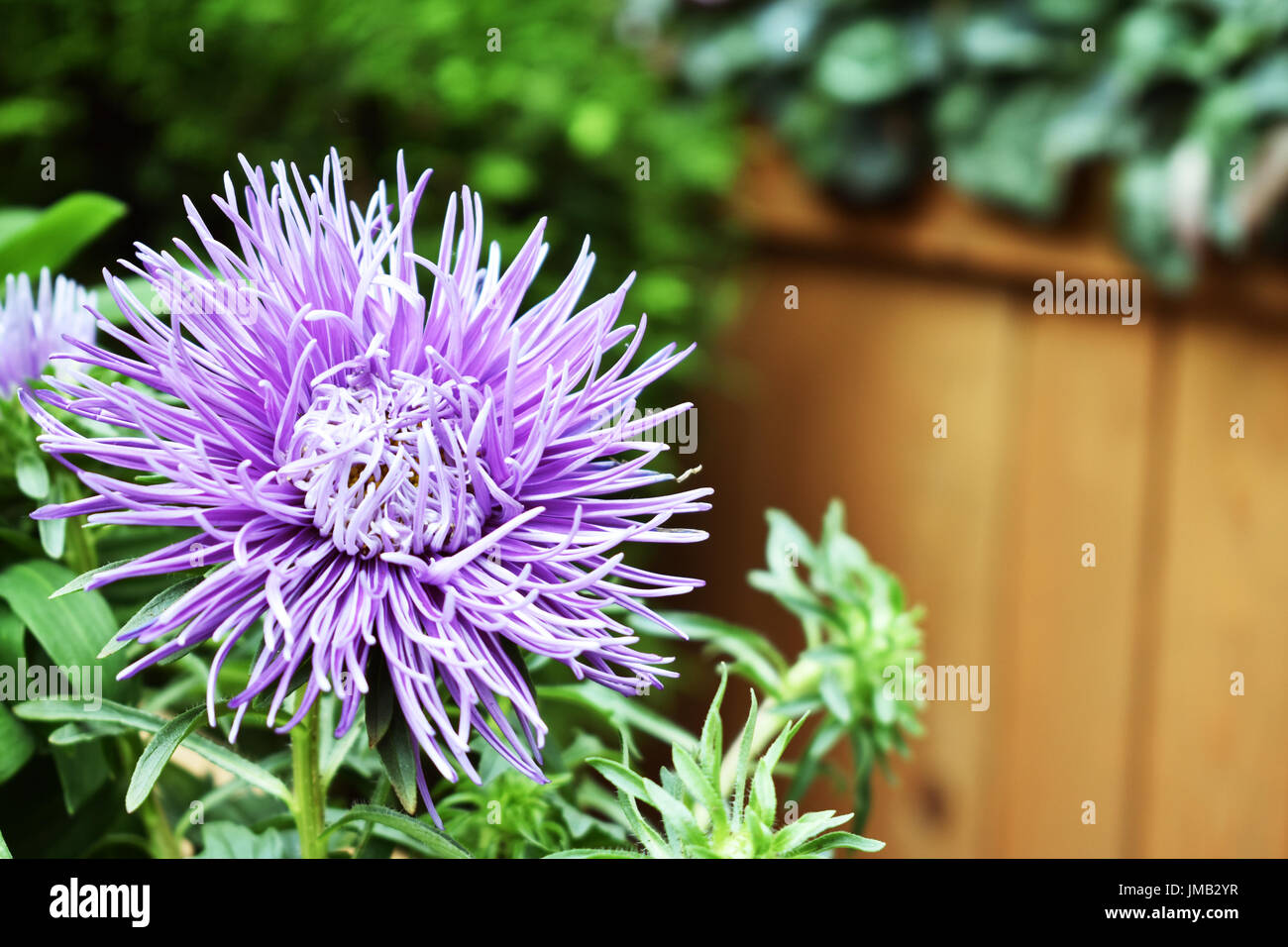 China aster callistephus chinensis hi-res stock photography and images ...