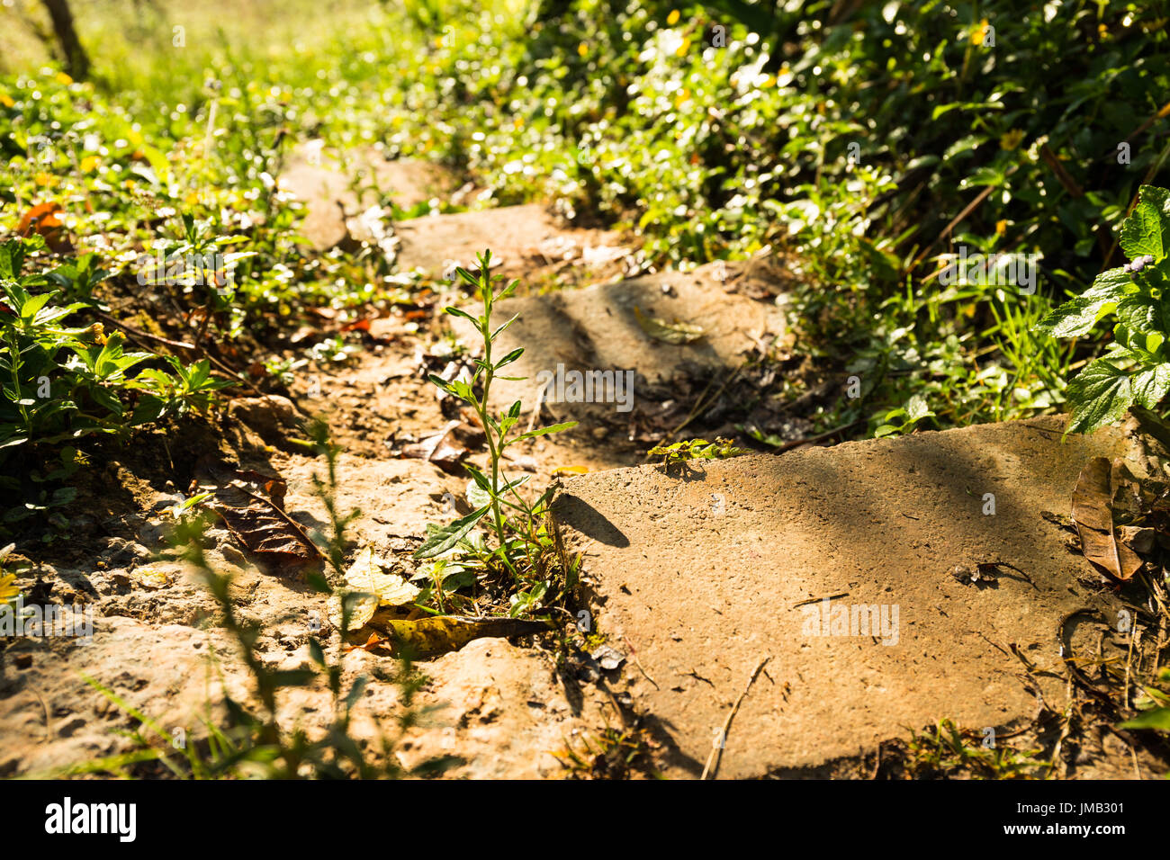 Close up walk way in morning Stock Photo - Alamy