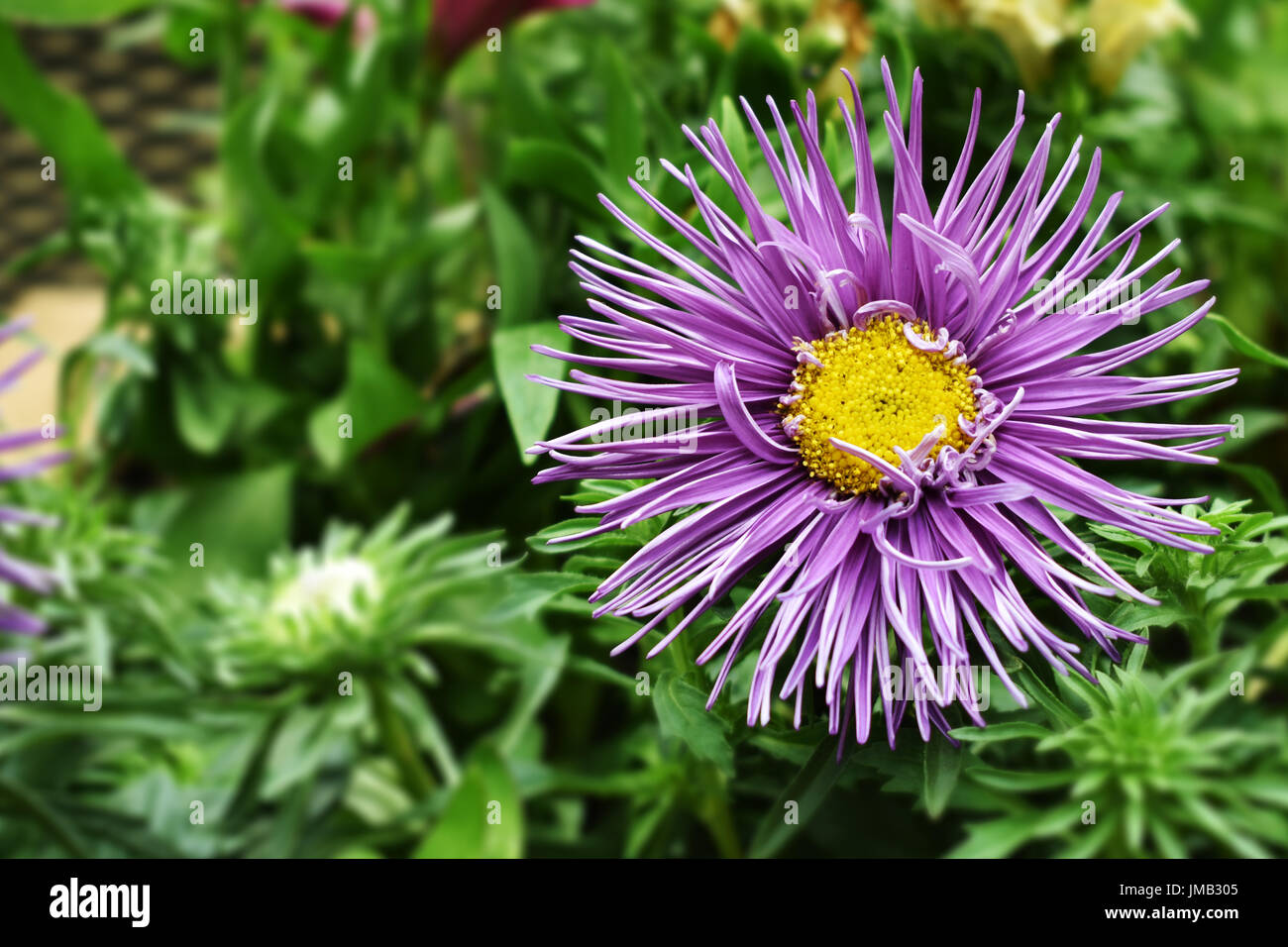 Blooming purple China Aster flower Stock Photo - Alamy