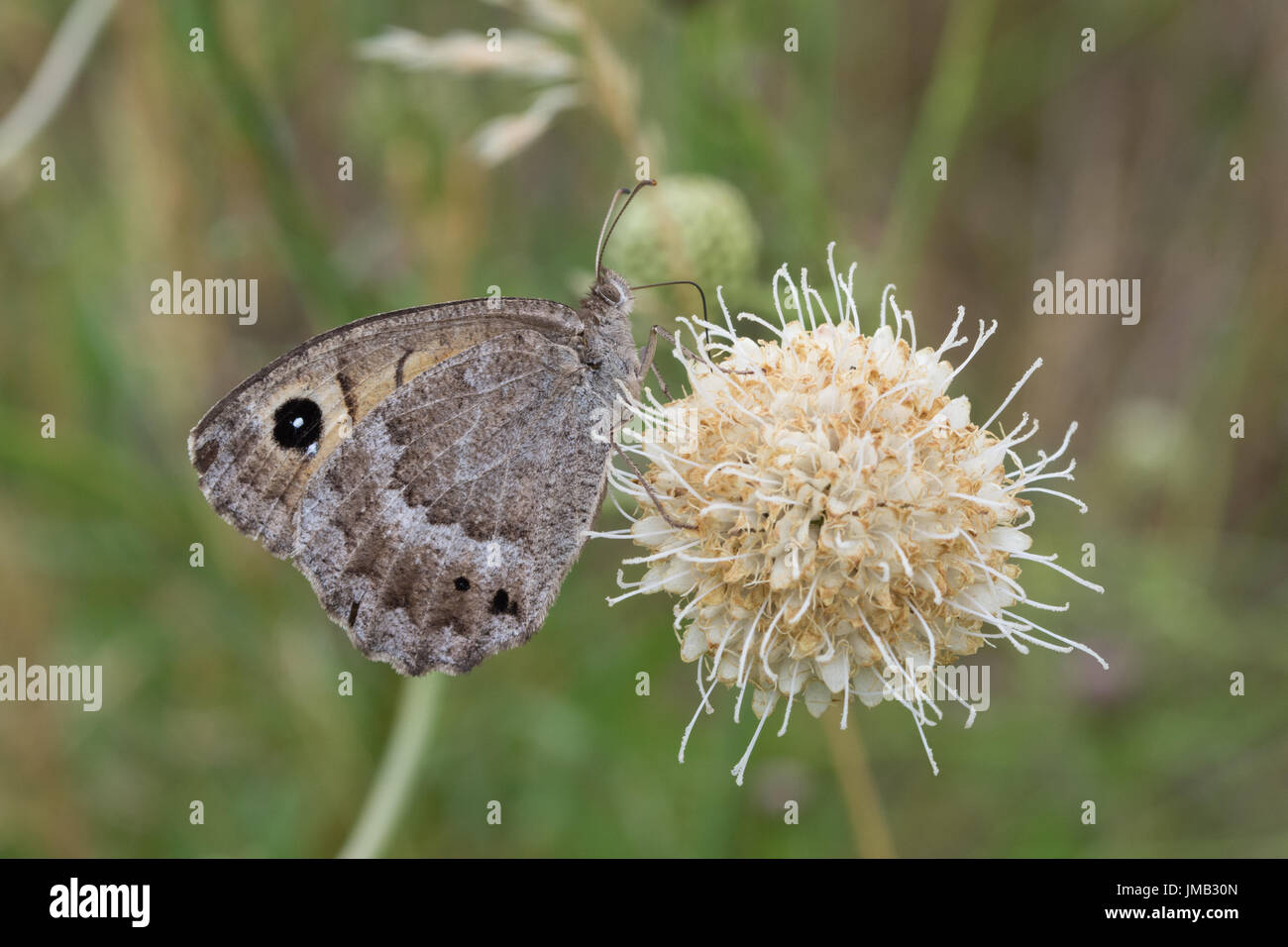 Female great sooty satyr butterfly (Satyrus ferula) nectaring on white ...