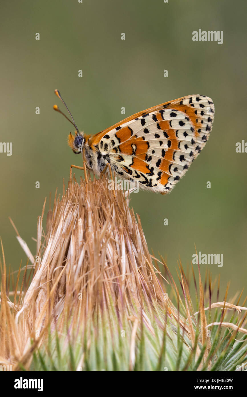 Spotted fritillary butterfly (Melitaea didyma) or red-band fritillary ...