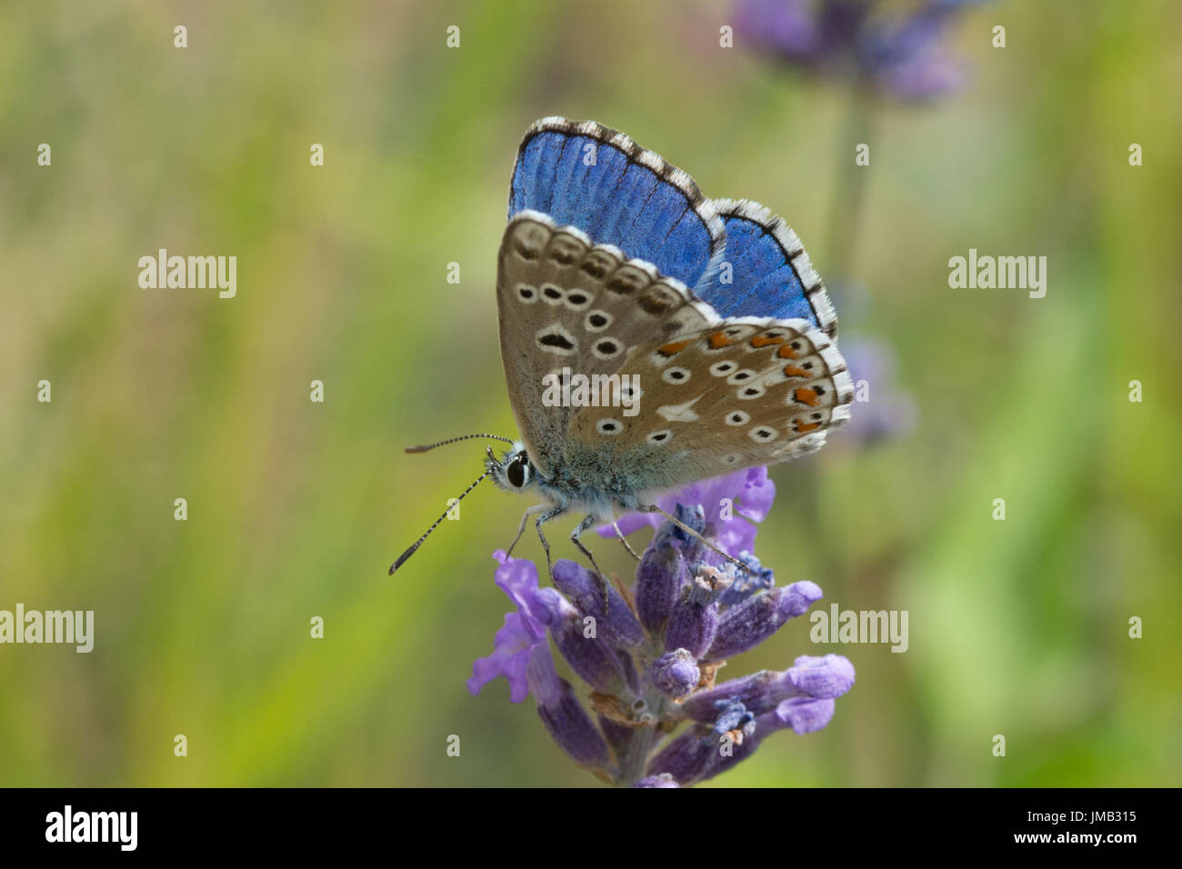 Adonis flowers hi-res stock photography and images - Alamy