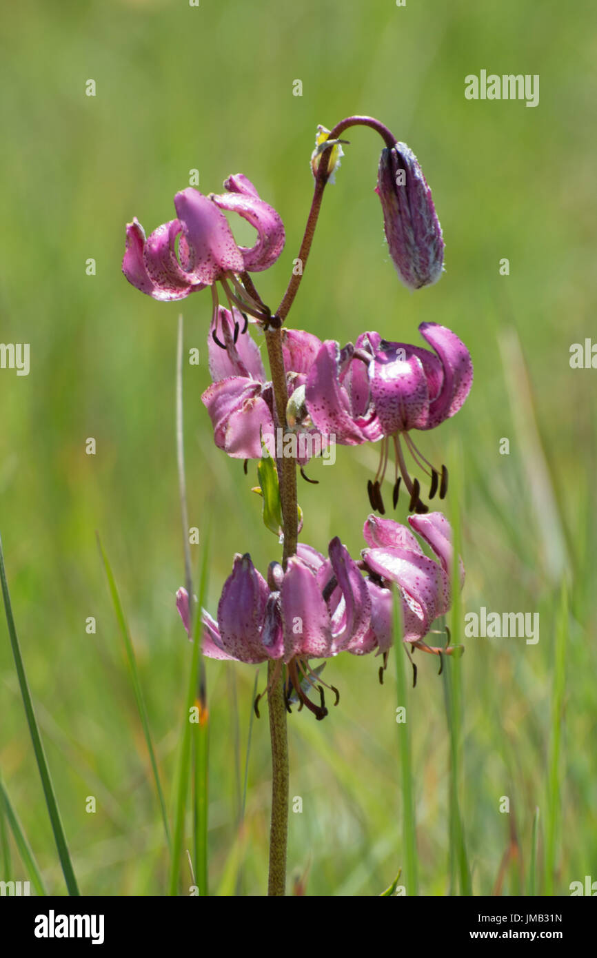 French lily hi-res stock photography and images - Alamy
