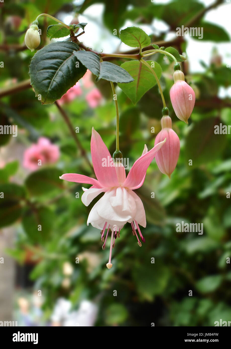Fuchsia pink flower hi-res stock photography and images - Alamy