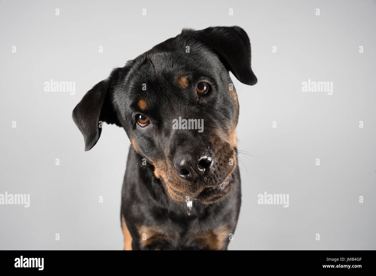 Female rottweiler dog hi-res stock photography and images - Alamy