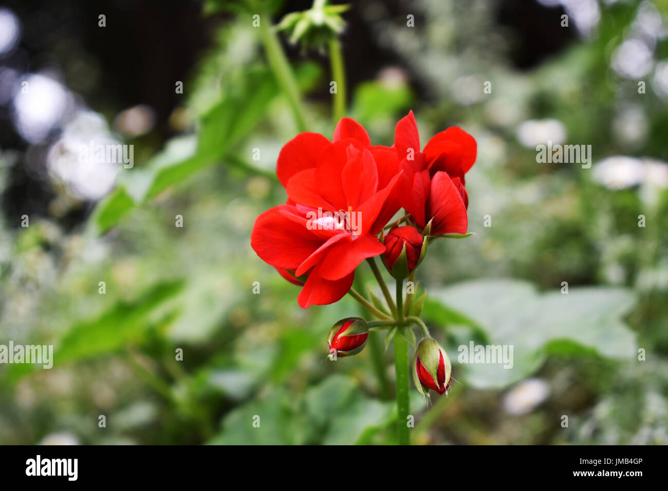 Tall red flower hi-res stock photography and images - Alamy