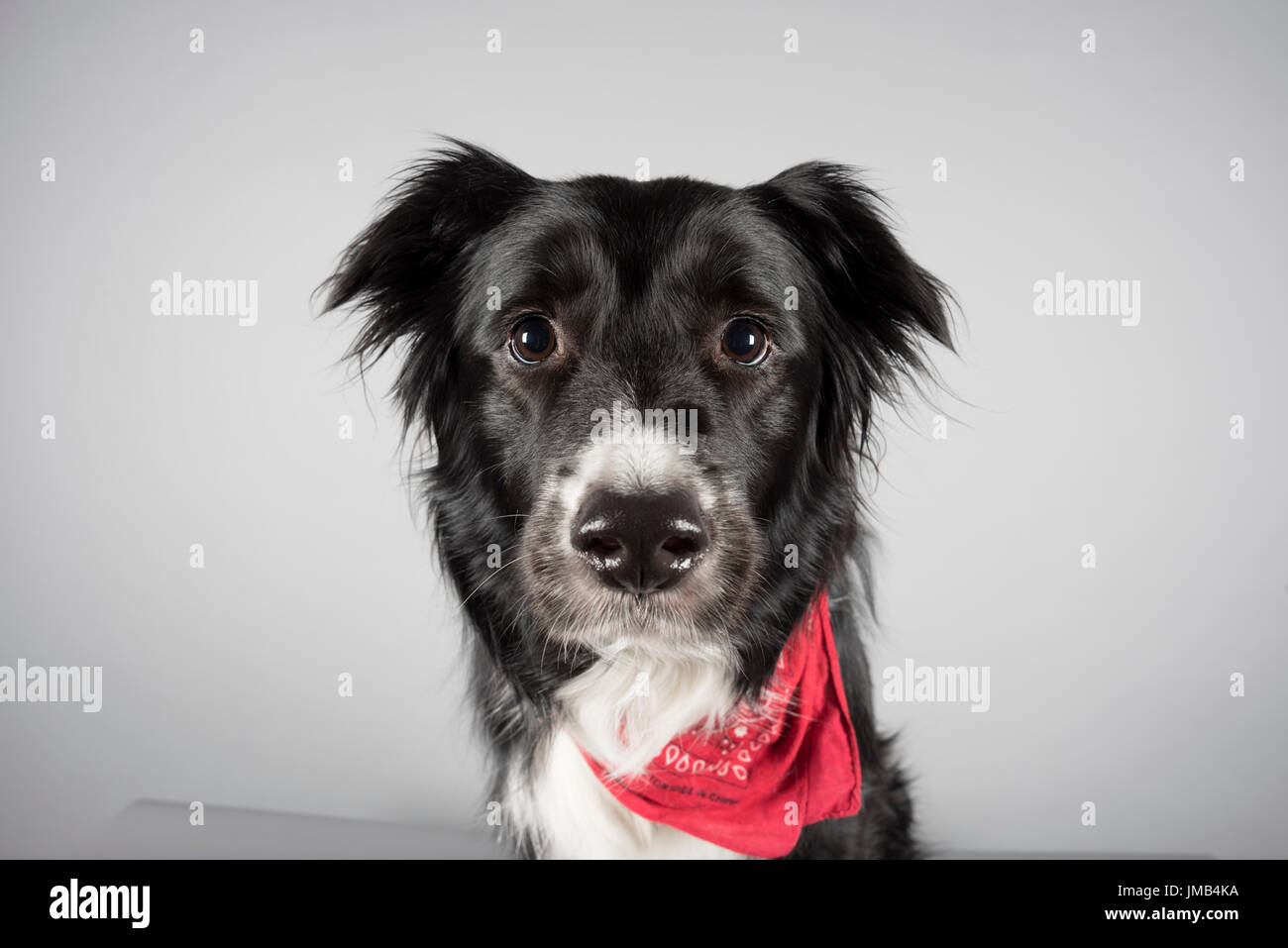 Portrait of a male border collie in the UK Stock Photo - Alamy