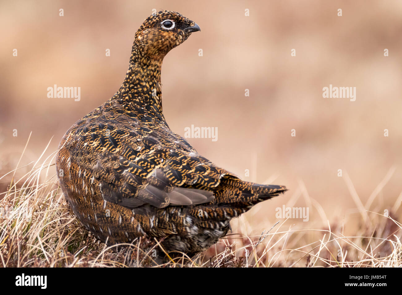 Female Grouse roaming moorland in the Highlands of Scotland Stock Photo ...