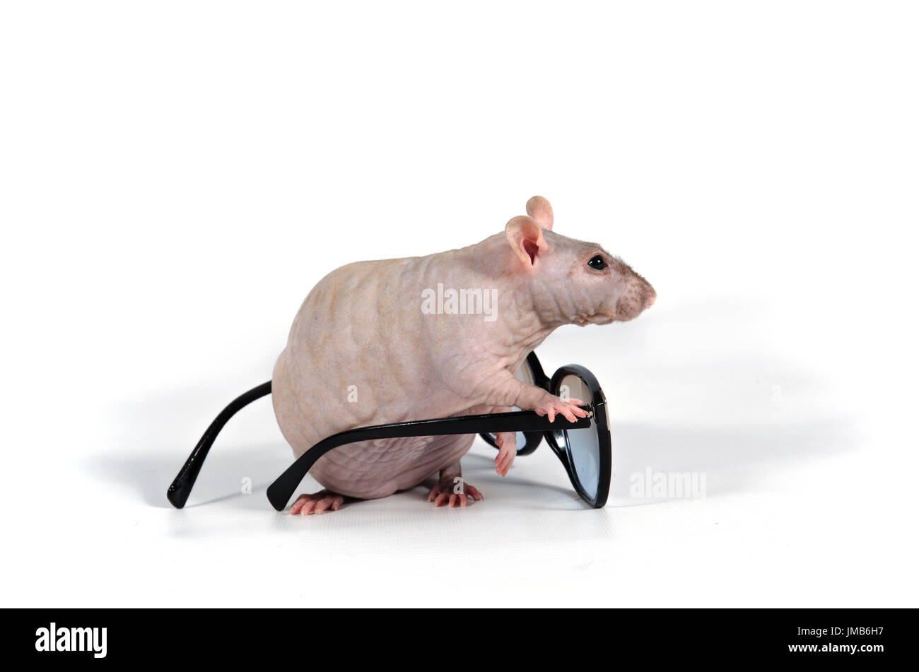 Decorative rat and sunglasses on a white background Stock Photo - Alamy