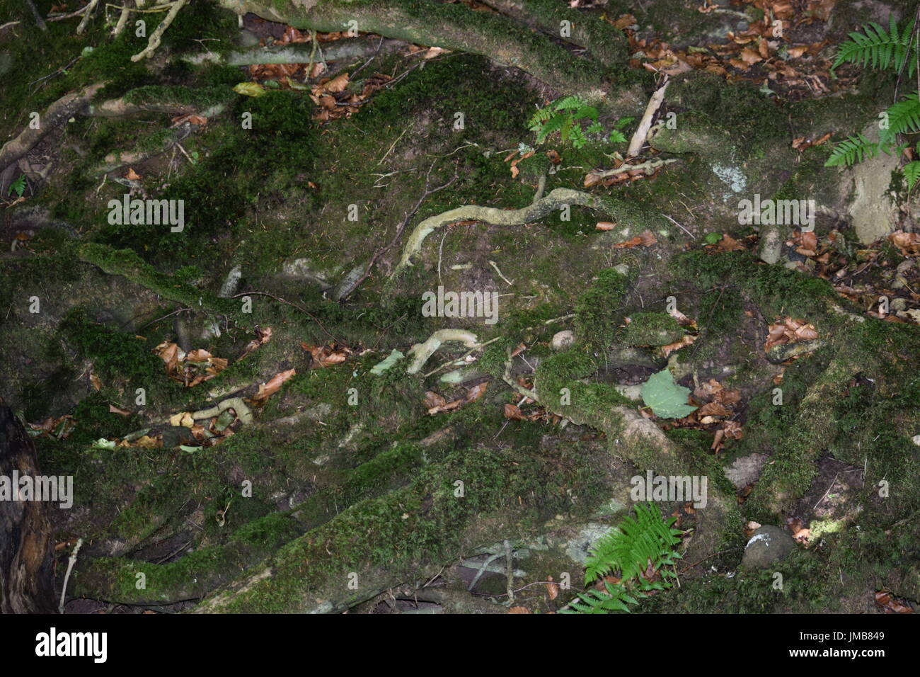 Mossy Roots Stock Photos & Mossy Roots Stock Images - Alamy