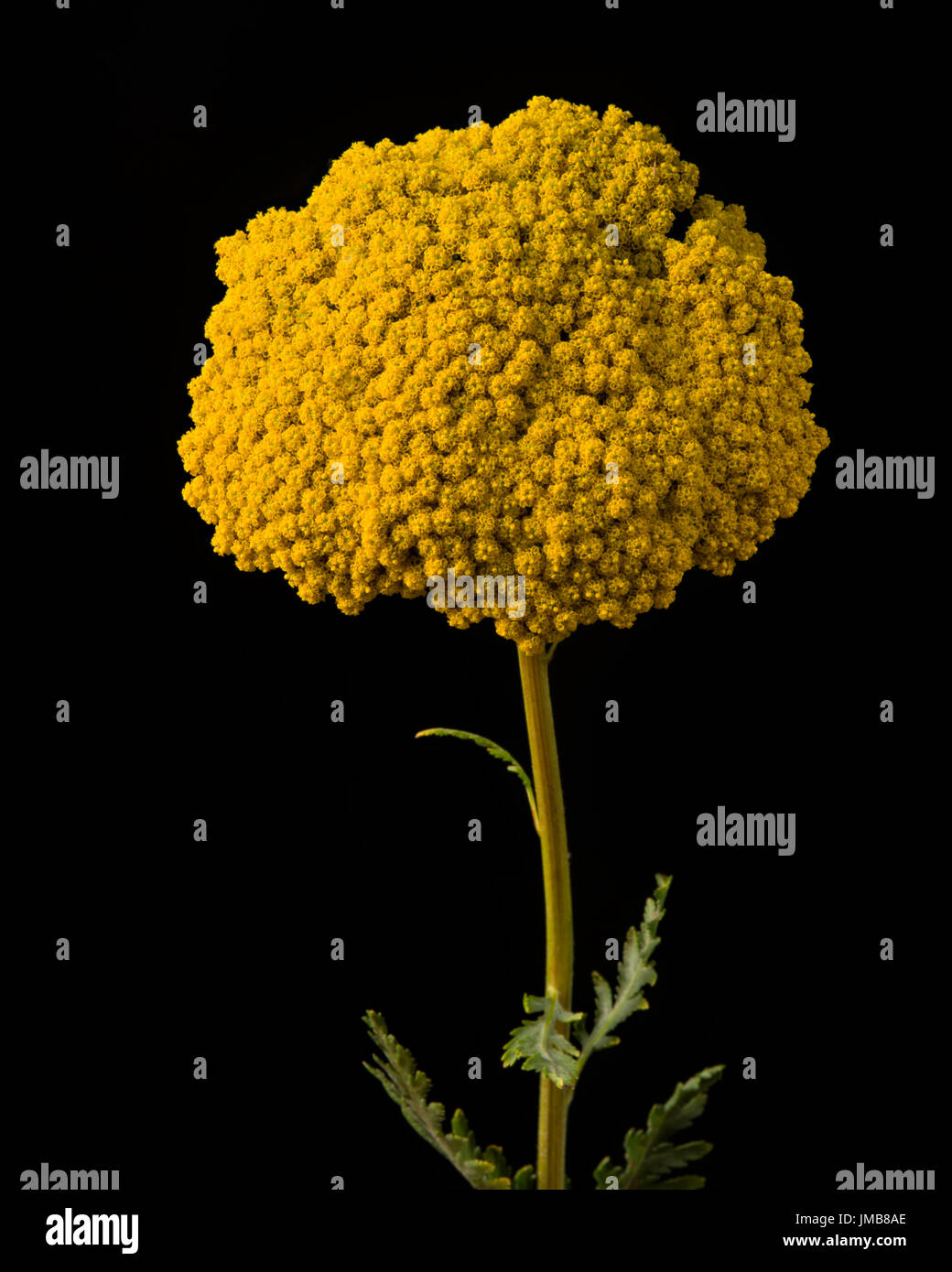 Achillea yellow hi-res stock photography and images - Alamy