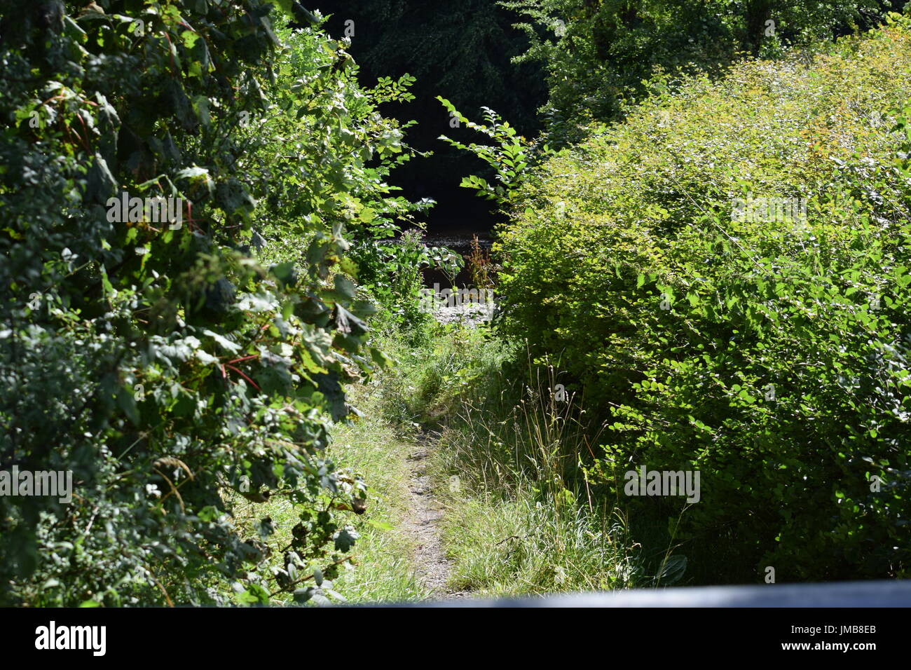 Path in the bushes Stock Photo - Alamy
