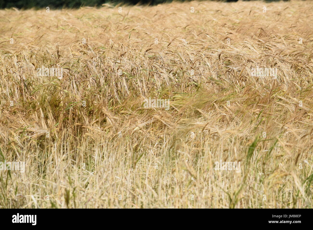 Background image, field of barley Stock Photo - Alamy