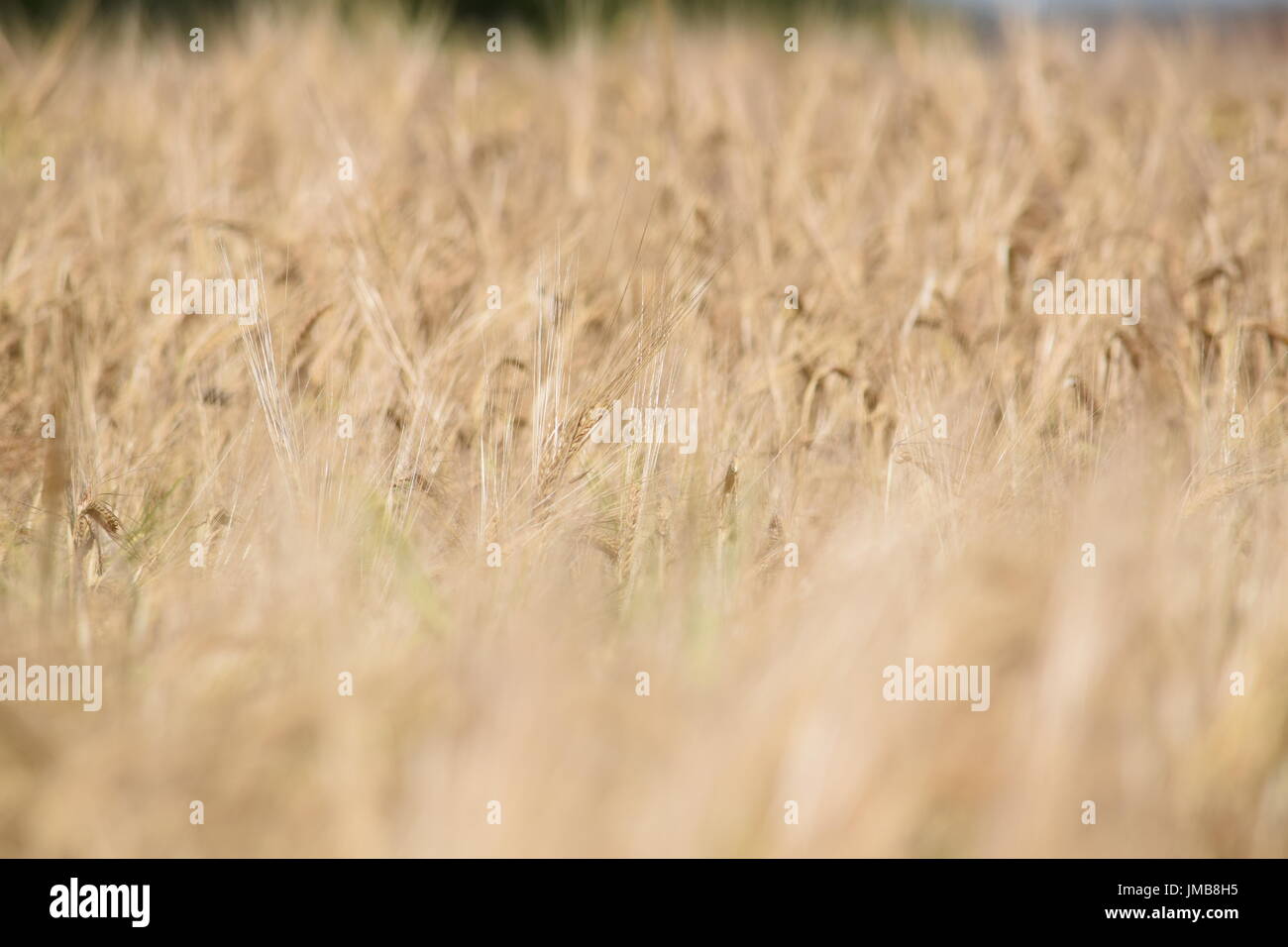 Background image, field of barley Stock Photo - Alamy