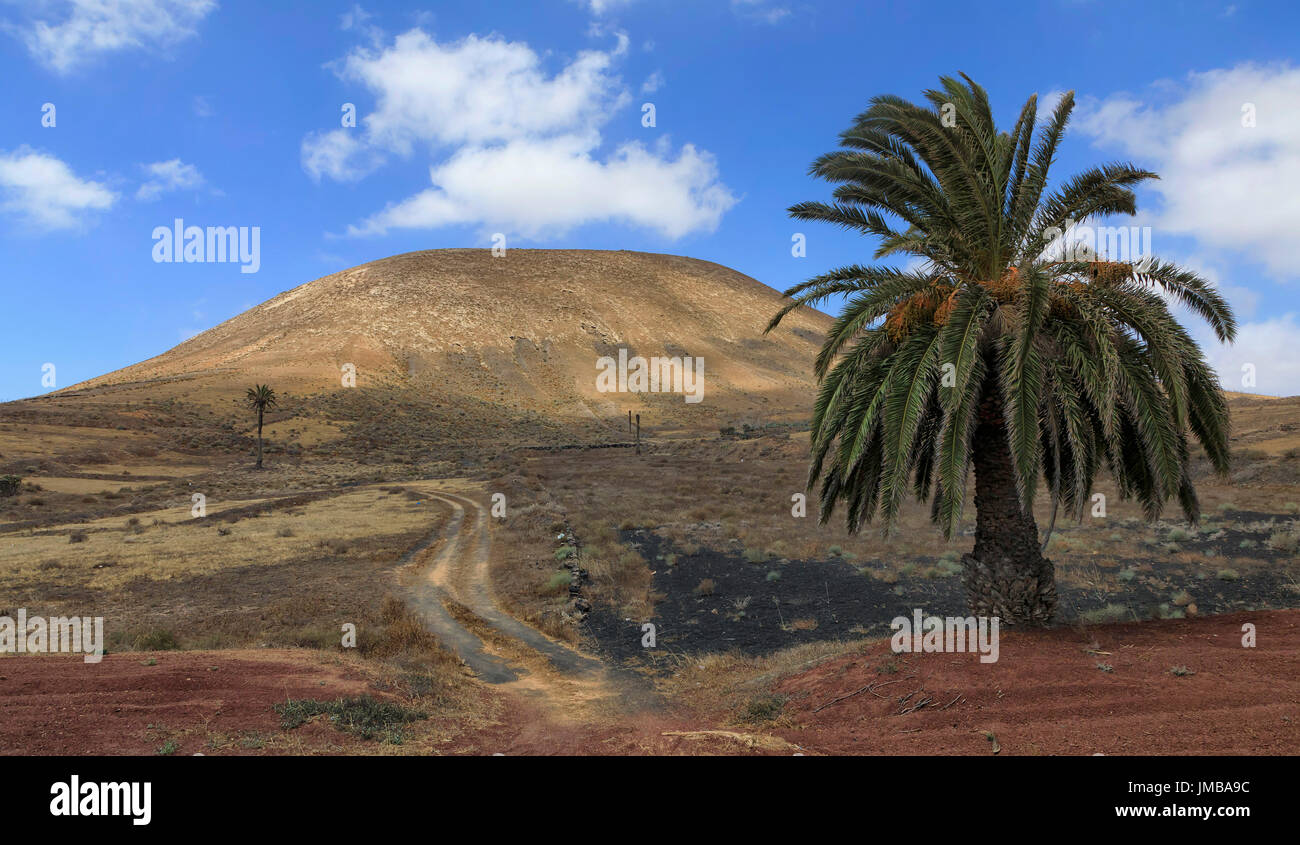 Volcano and palm tree in Lanzarote Stock Photo - Alamy