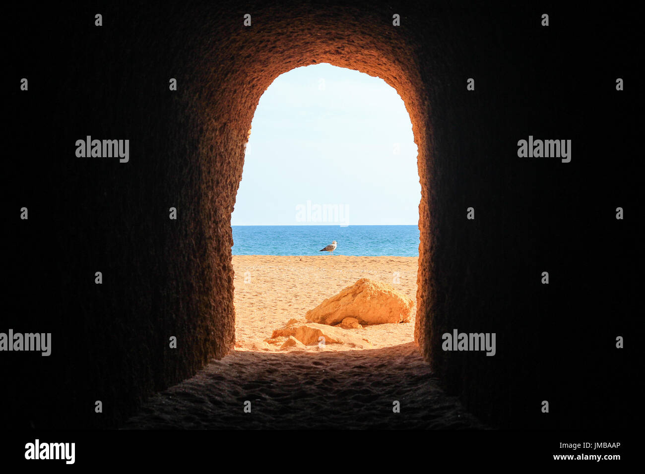 Cat backlight hi-res stock photography and images - Alamy