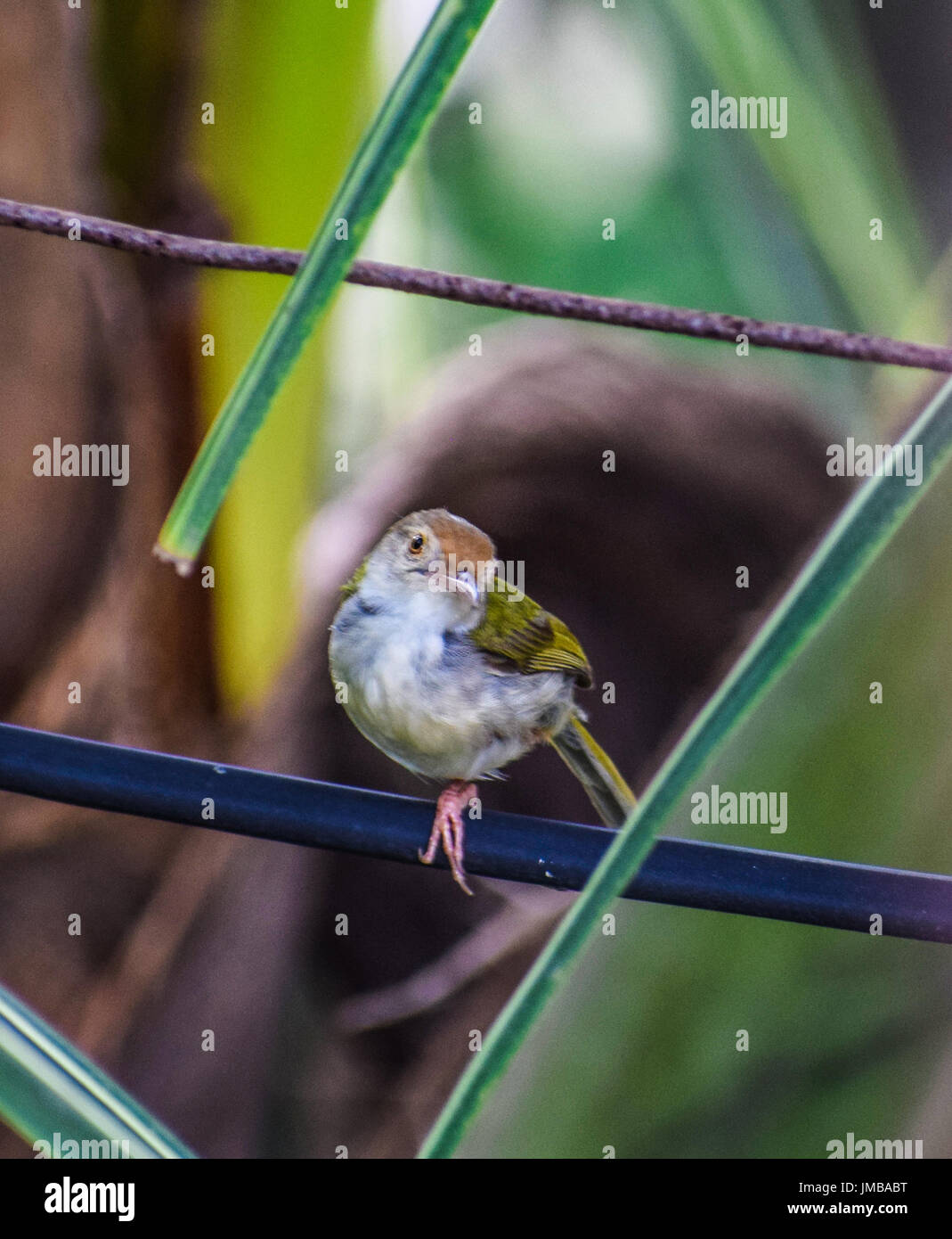 Common tailorbird hi-res stock photography and images - Alamy