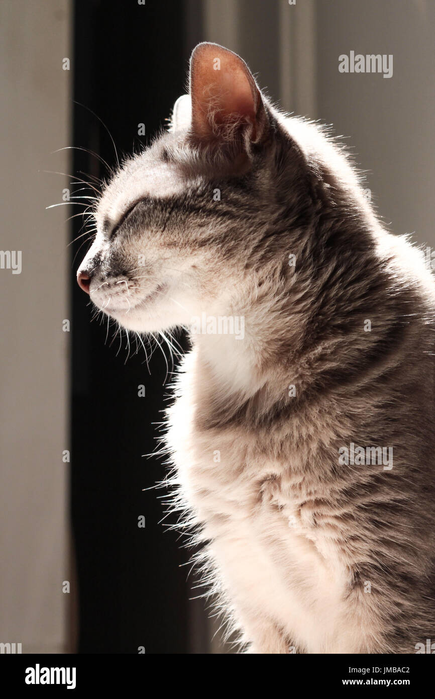 Cat backlight hi-res stock photography and images - Alamy