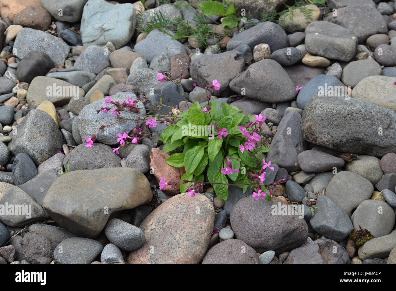 Pebbles Flower High Resolution Stock Photography and Images - Alamy