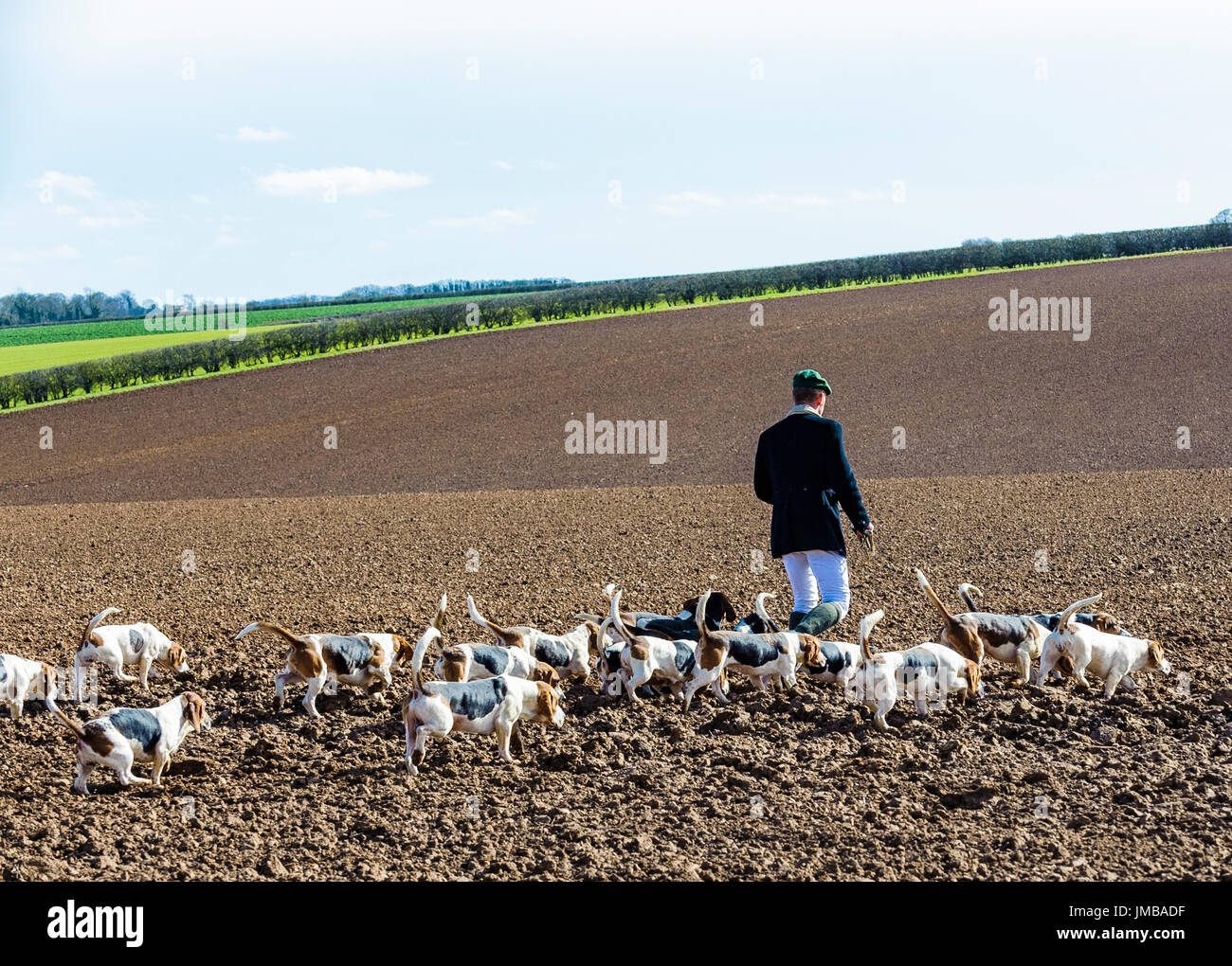Basset hound hunt hi-res stock photography and images - Alamy