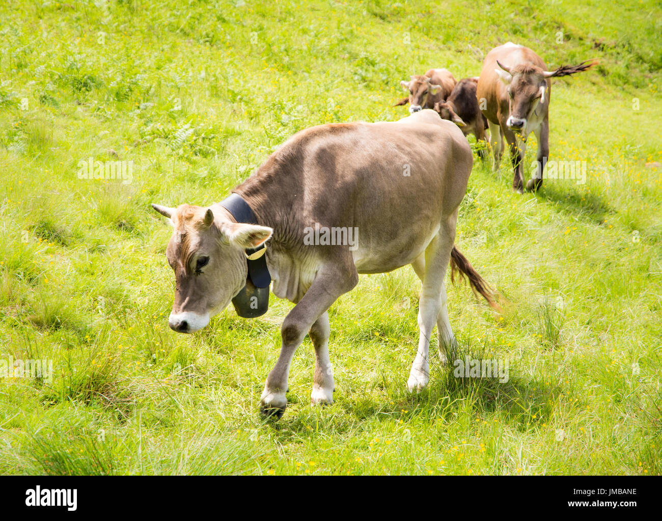 Organic farming wiht happy cows and their traditional cowbellon a ...