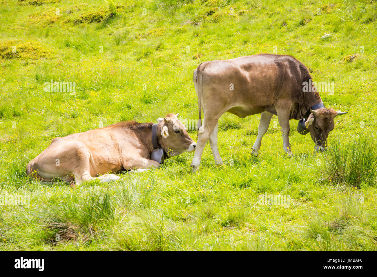 Happy cows hi-res stock photography and images - Alamy
