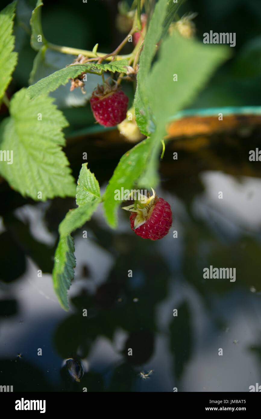 Branches of a garden raspberry Stock Photo - Alamy