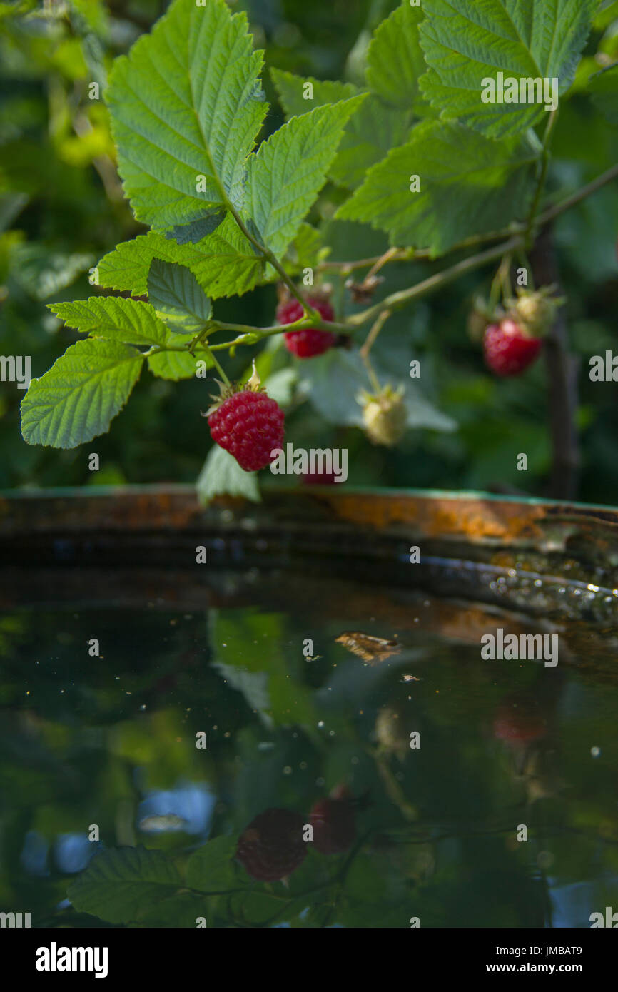 Branches of a garden raspberry Stock Photo - Alamy