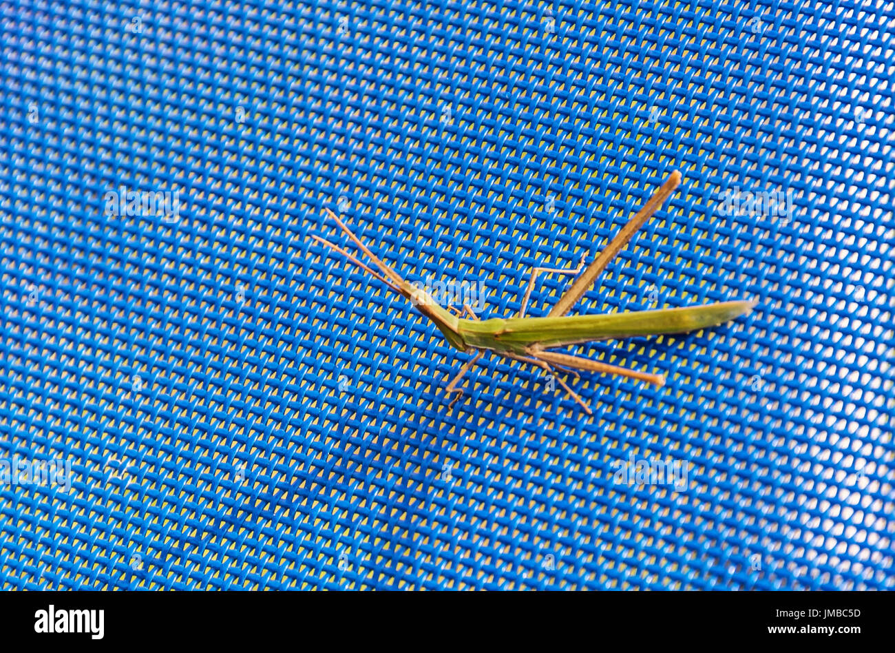 On the blue mesh surface there is an orthopteran insect Tettigonioidea ...