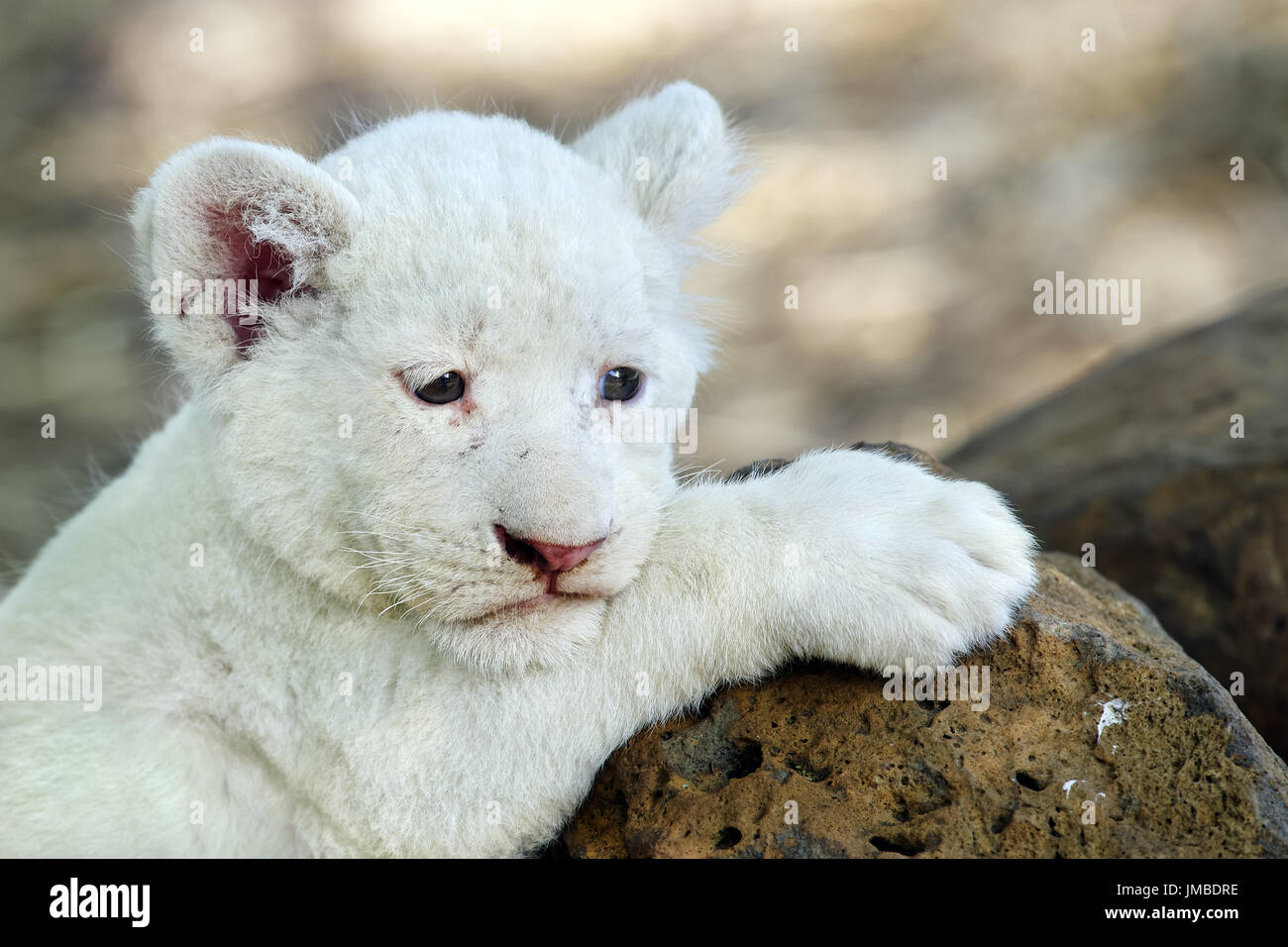 Lion park white cub hi-res stock photography and images - Alamy