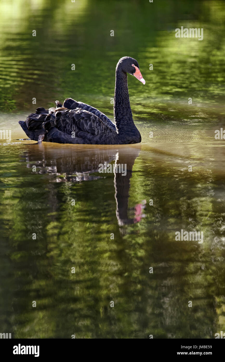 Black swan - Cygnus atratus Stock Photo - Alamy